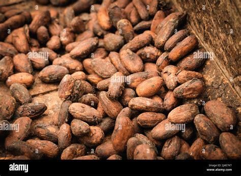 Drying Cocoa Seeds Ecological Natural Method Of Obtaining Cocoa Stock