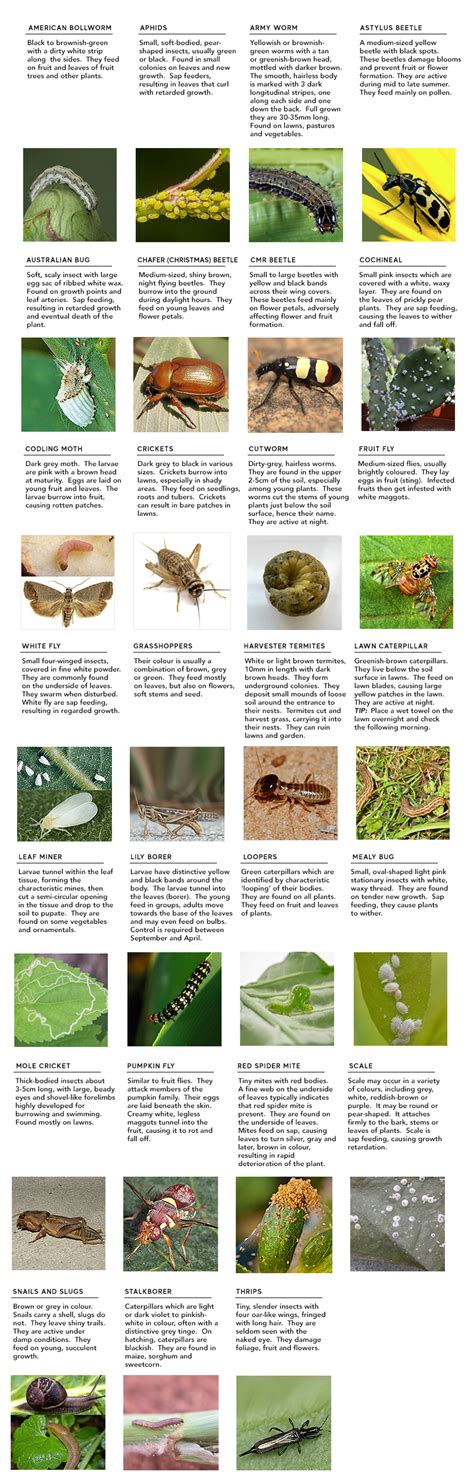 Identifying Garden Pests
