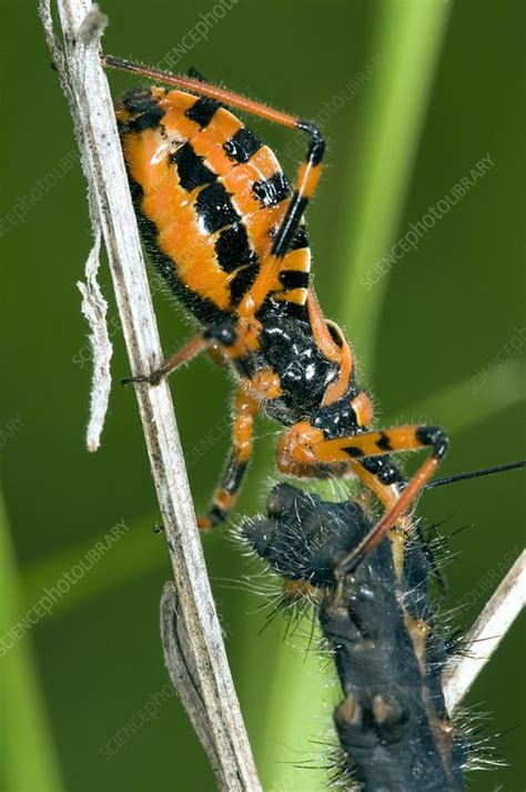 Assassin Bug Stock Image C0045250 Science Photo Library