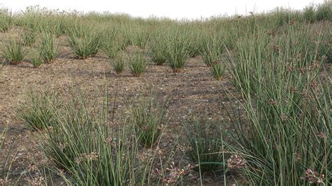 3d Juncus Effusus Common Rush 02 Turbosquid 1979318