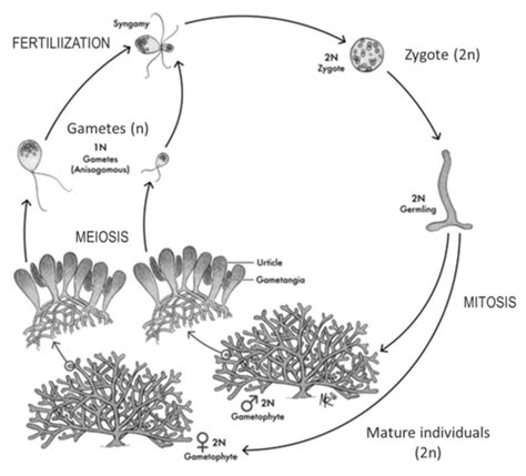 Super Quiz Bio Ii Final Flashcards Quizlet