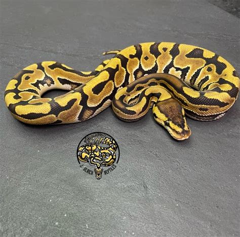 Female Puzzle Ball Python By J Ulrich Reptiles