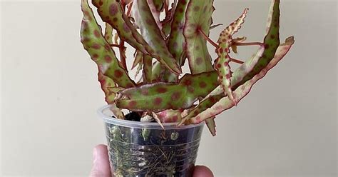 Begonia Amphioxus Album On Imgur
