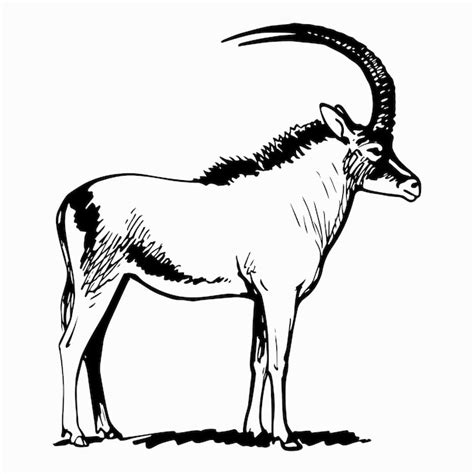 Premium Vector Antelope