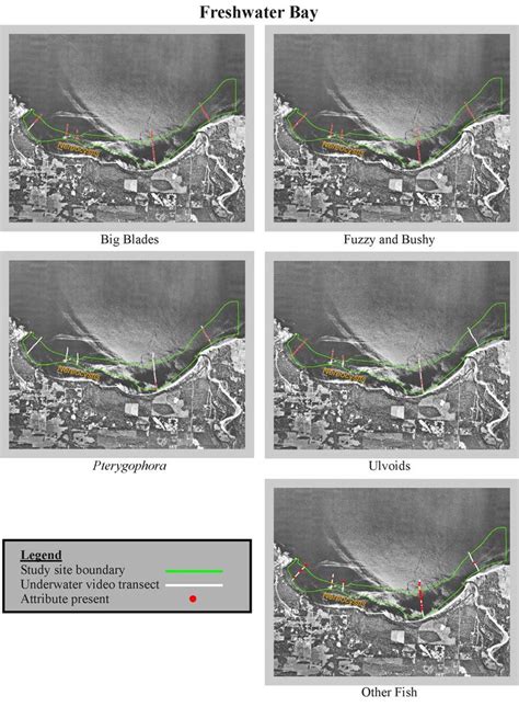 Macroalgae And Other Fish Observations In The Freshwater Bay Study Download Scientific