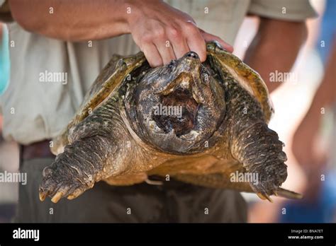 Alligator Snapping Turtle Macrochelys Temminckii Is One Of The Largest Freshwater Turtles In
