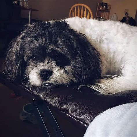 12 Things You Should Know About The Peekapoo Your Dog Advisor