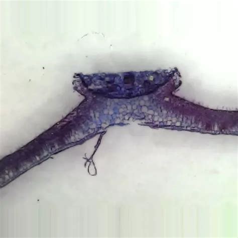 Microscope Slide Insect Trachea