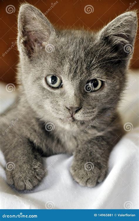 Blauwe Russische Jonge Kat Stock Afbeelding Image Of Huisdier 14965881