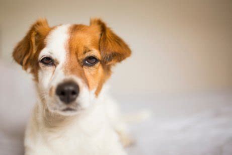 Jealous Dogs: Why Do Dogs Get Jealous? - My Animals
