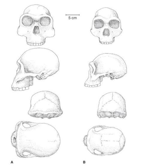 Solved Cm A B B Which Traits Distinguish Fossil A Chegg Com