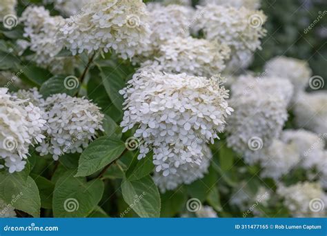 Panicled Hydrangea Paniculata Grandiflora Large Domed Panicles With