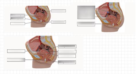 Aandp 2 Labeling Exam 3 Diagram Quizlet