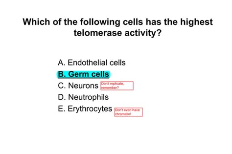 Apoptosis Lecture Powerpoint Slides 1 1 Pdf