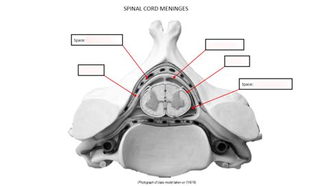 Subarachnoid Space Spinal Cord Model