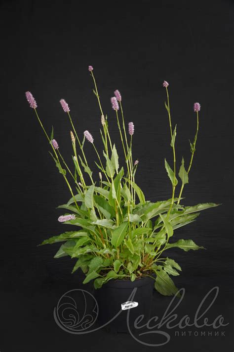 Горец родственный (Persicaria affine`Superba`) - Горец родственный ...