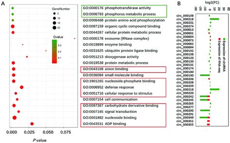 Go Enrichment Analysis Of De Circrnas And Comparisons Between Circrna