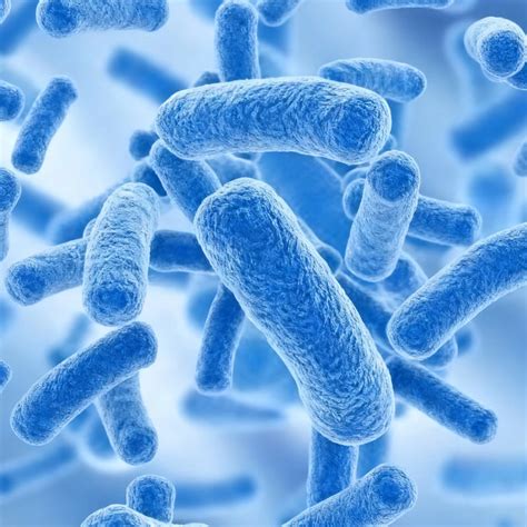 Lacticaseibacillus Casei Probiotic Strains Minsheng Zhongke Jiayi