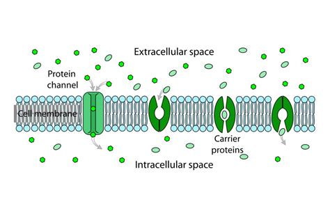 Simple Diffusion Definition With Examples And Diagram