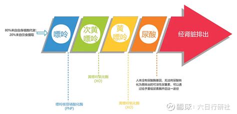 【医药 Market】降尿酸新药！2期临床开展中 食物摄入的嘌呤和人体代谢产生的嘌呤能被分解为尿酸，随尿液排出体外。xo 黄嘌呤氧化酶 是体内嘌呤代谢的关键酶，能使次黄嘌 雪球