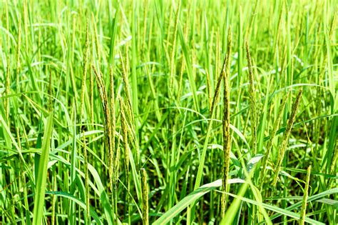 무료 이미지 쌀 녹색 농장 들 농업 집 밖의 식물 배경 식품 노랑 경치 한 지방 자연스러운 태국 아일랜드 사람 하늘 수확고 시골의 곡물