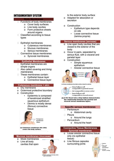 Solution Integumentary System Notes Studypool