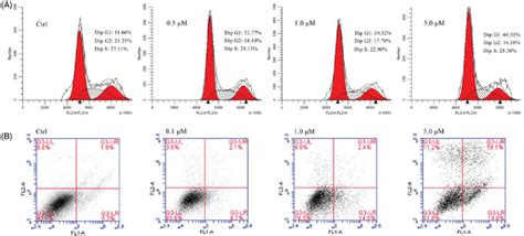 Cell Cycle And Apoptosis Analysis Of Compound 11 In Ags Cells