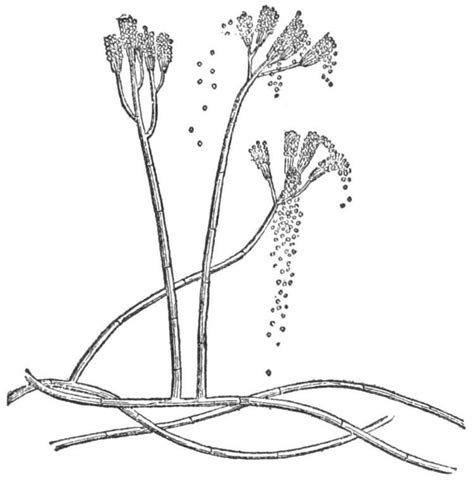 Penicillium Glaucum Alchetron The Free Social Encyclopedia