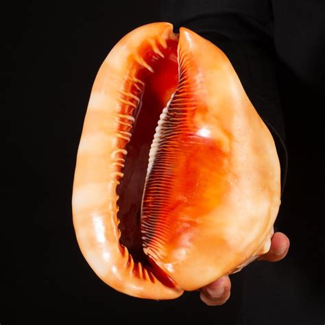 Cypraecassis Rufa The Exotic Shell For Collectors Sea Shell Cammeo