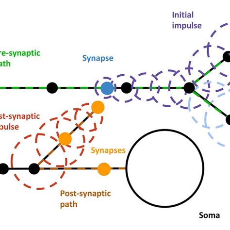 Visual Representation Scheme For Synapses Two Static Particles Blue Download Scientific