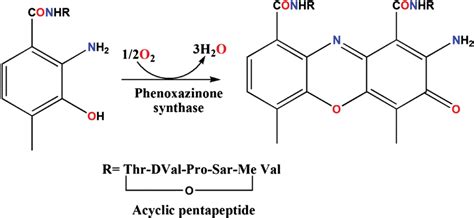 Phenoxazinone Synthase Reaction Download Scientific Diagram