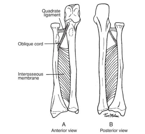 Anatomy Lecture Unit 2 The Appendicular Skeleton Flashcards Quizlet