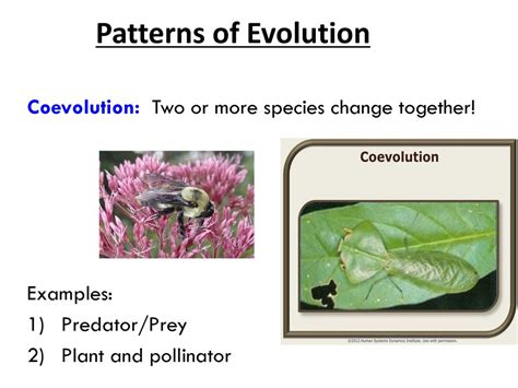 Outcomes Of Evolution Ppt Download