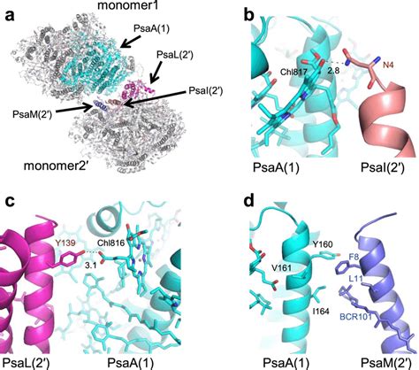 Intermonomer Interactions Between Monomer1 And Monomer2′ A Structure Of Download Scientific
