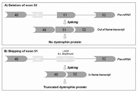 Schematic Representation Of Exon Skipping In The DMD Transcript A In Download Scientific