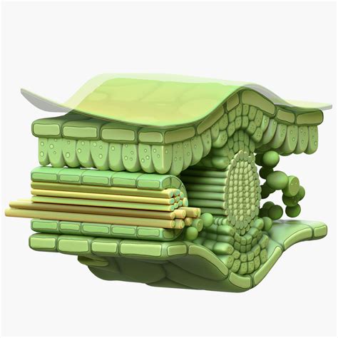 Leaf Anatomy Layers Structure 3d Model By Zames1992d