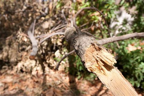 Broken Branch From A Tree Stock Photo Colourbox