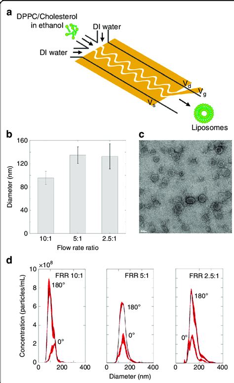 Nanoscale Liposome Synthesis A Schematic Illustration Of The Modified Download Scientific