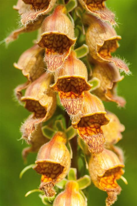 50 Rusty Foxglove Hummingbird Flower Digitalis Ferruginea Yellow Herald