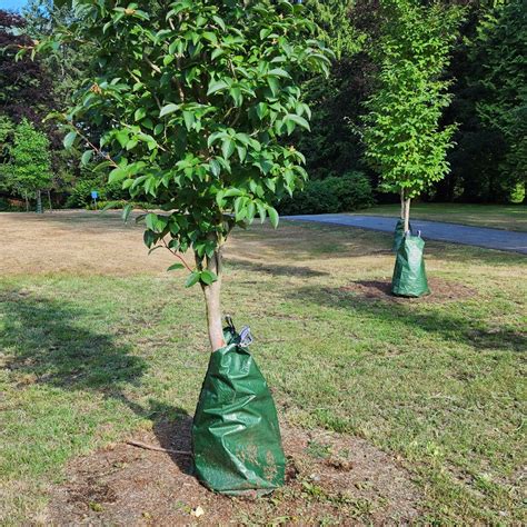 Tree Watering Bag