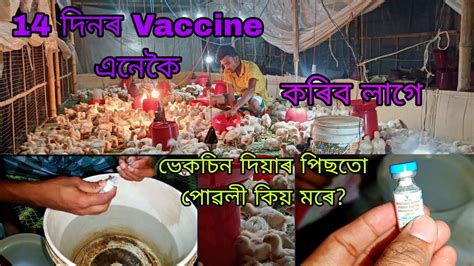 Day 14 Ghamboru Vaccine In Poultry। Infectious Barsal Disease। Murgir Vaccine Kenekoi Kore