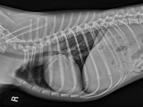 Radiographic Soft Tissue Positioning Part 2 Todays Veterinary Nurse