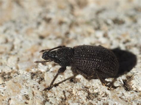 Otiorhynchus Rugosostriatus Gorgojo De La Fresa Naturaleza Para Todos