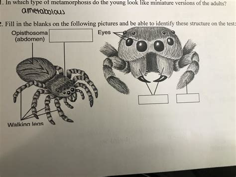 Arachnid Anatomy 1 Diagram Quizlet