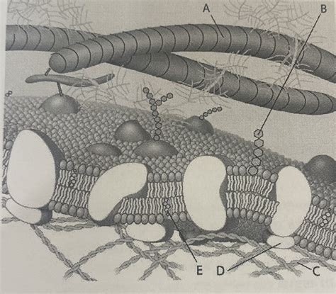 Biology Exam 2 Diagram Quizlet