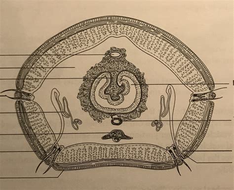 Earthworm Cross Section Diagram Quizlet