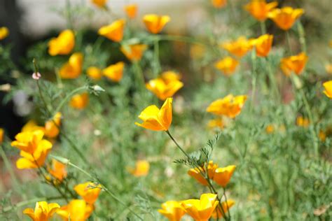 California Poppies Zassle Flickr