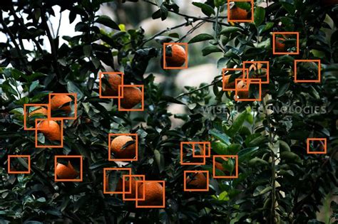 Wisepl On Linkedin Ai Agricluturalannotation Imageannotation Agriculturetechnology