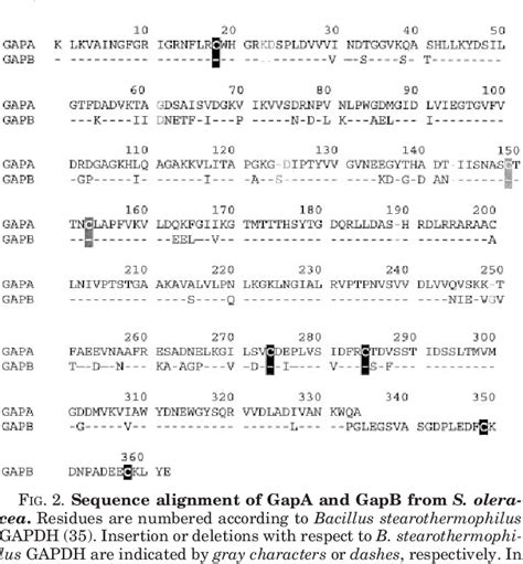 Figure 2 From The C Terminal Extension Of Glyceraldehyde 3 Phosphate Dehydrogenase Subunit B