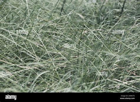 Grass Field Natural Meadow Green Botanical Plant Aesthetic Textured